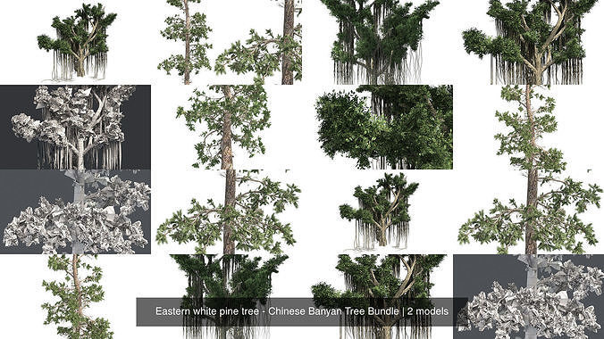 3D Model Collection Eastern white pine tree - Chinese Banyan Tree Bundle VR / AR / low-poly ...