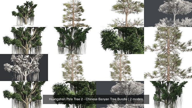 3D Model Collection Huangshan Pine Tree 2 - Chinese Banyan Tree Bundle VR / AR / low-poly | CGTrader