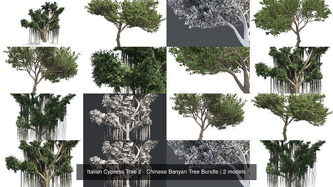 3D Model Collection Italian Cypress Tree 2 - Chinese Banyan Tree Bundle ...