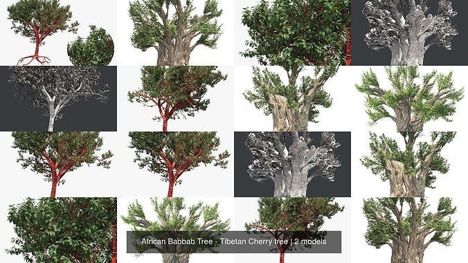 3D Model Collection African Baobab Tree - Tibetan Cherry tree VR / AR / low-poly | CGTrader