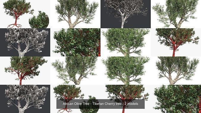 3D Model Collection African Olive Tree - Tibetan Cherry tree VR / AR ...