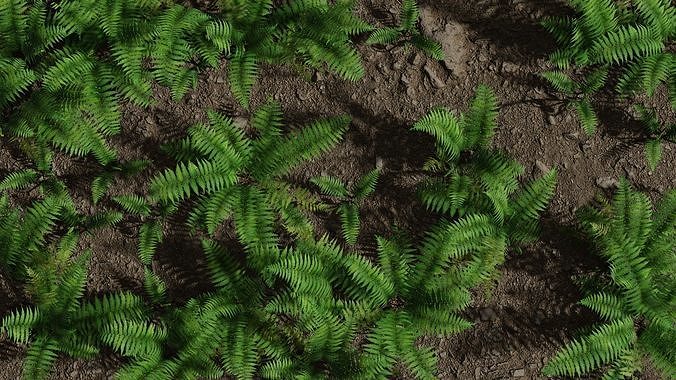 3D model Fern weed VR / AR / low-poly | CGTrader