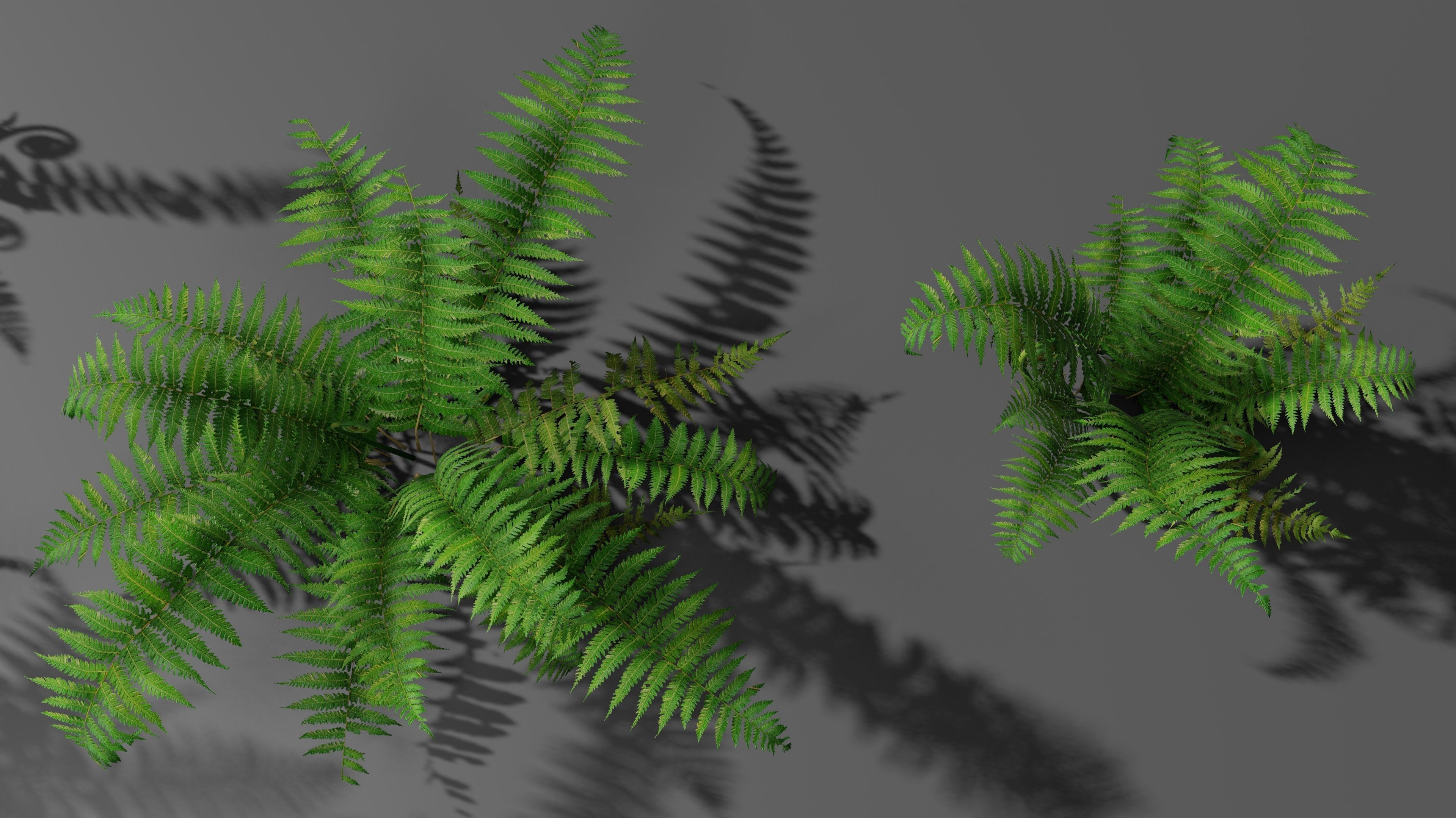 3D model Fern weed VR / AR / low-poly | CGTrader