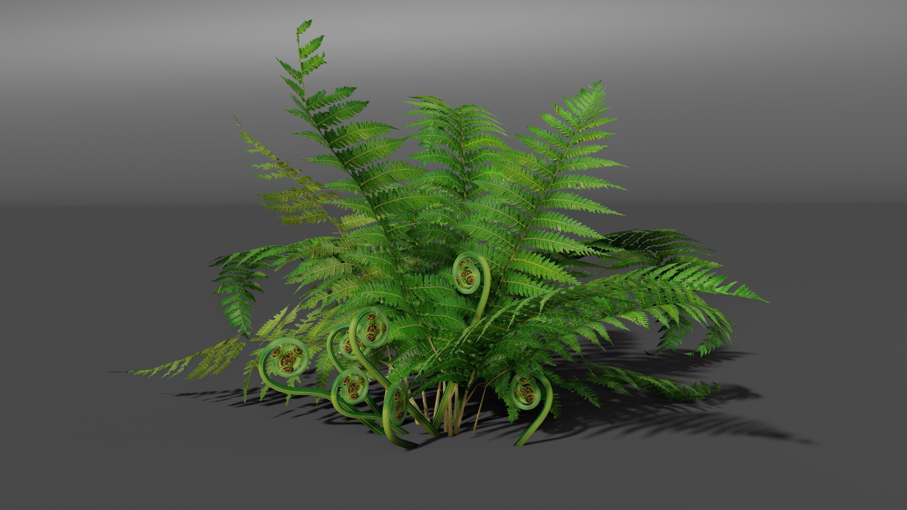 3D model Fern weed VR / AR / low-poly | CGTrader