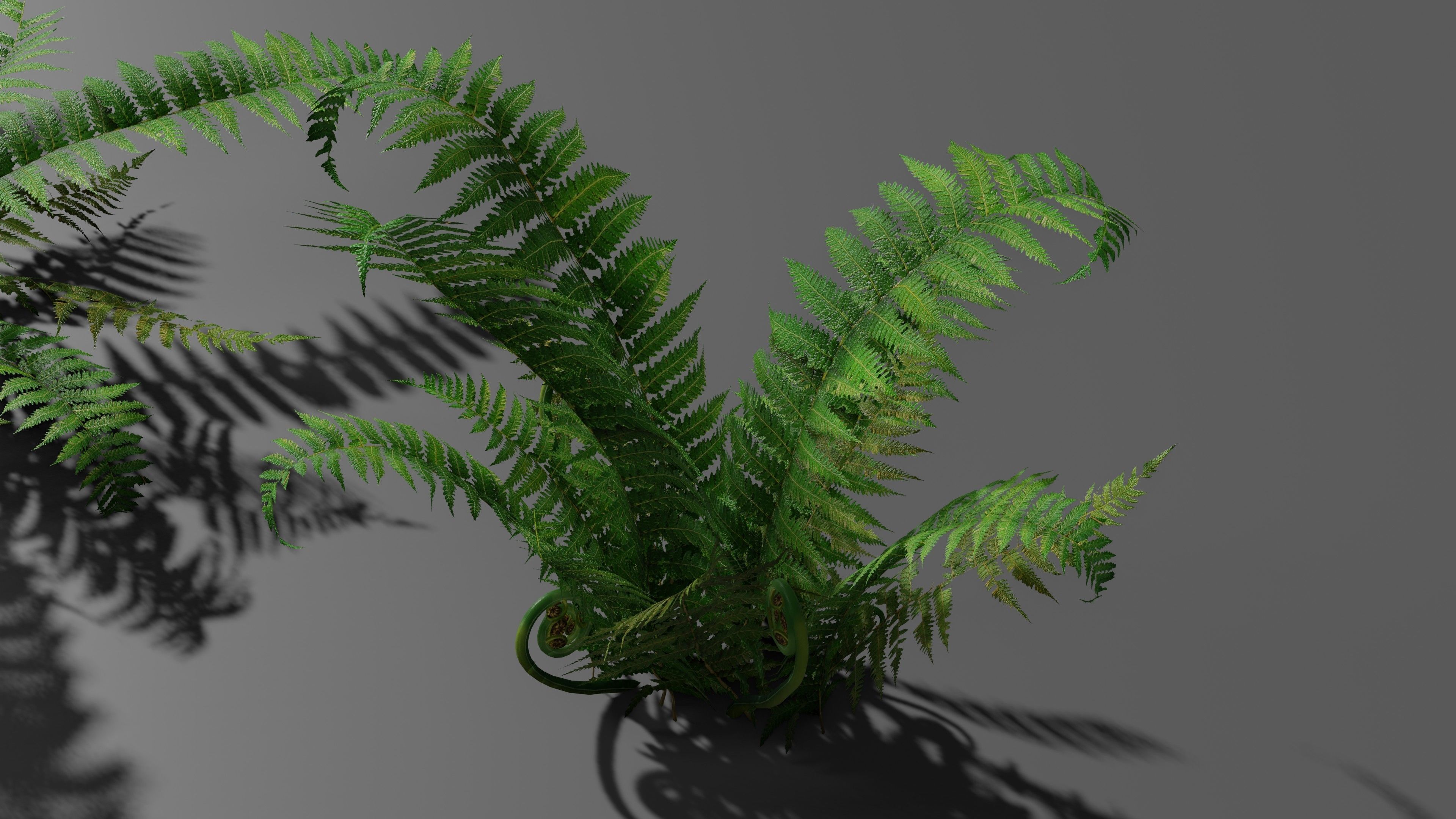 3D model Fern weed VR / AR / low-poly | CGTrader