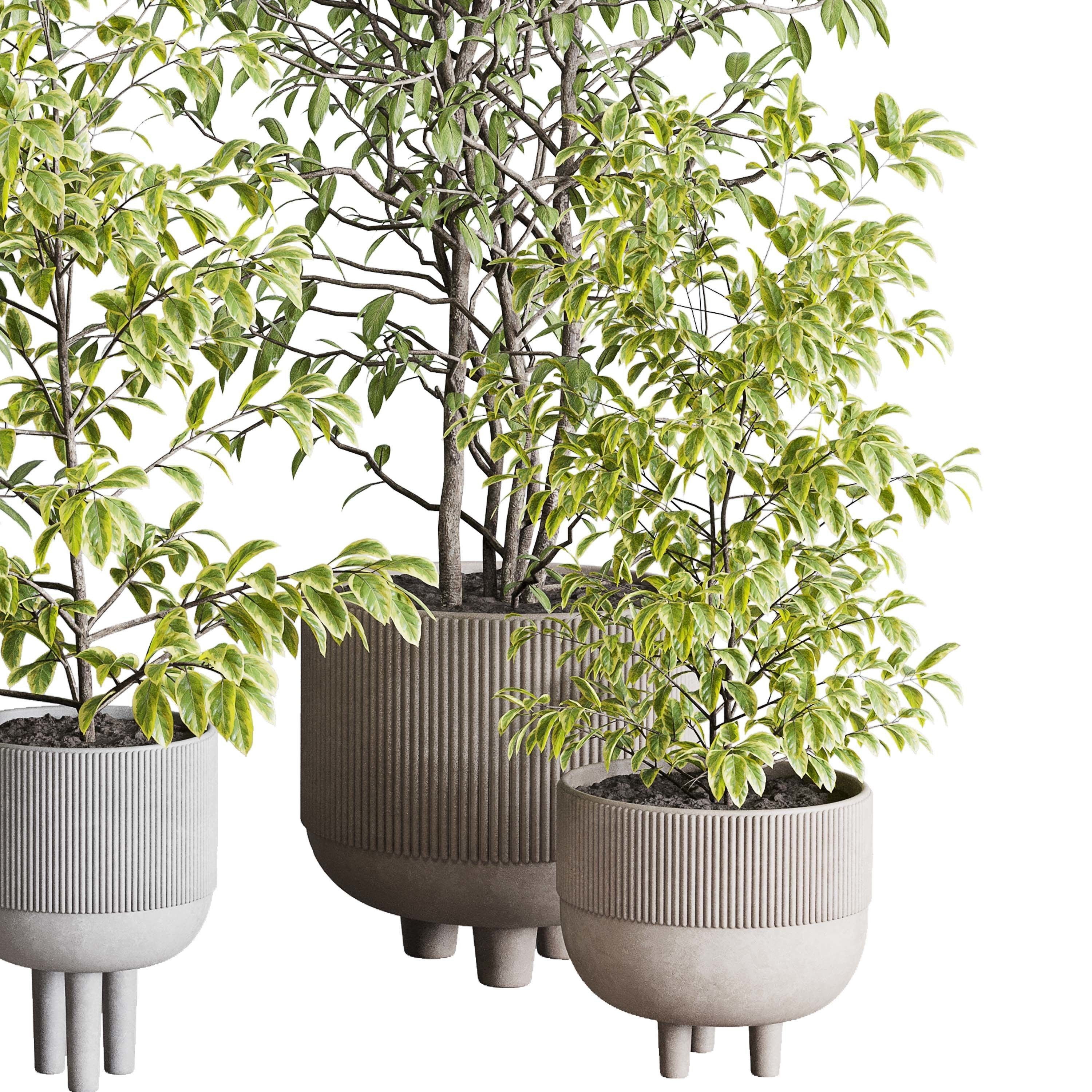 3D model Indoor plant set 371 concrete vase plant tree shrub VR / AR ...
