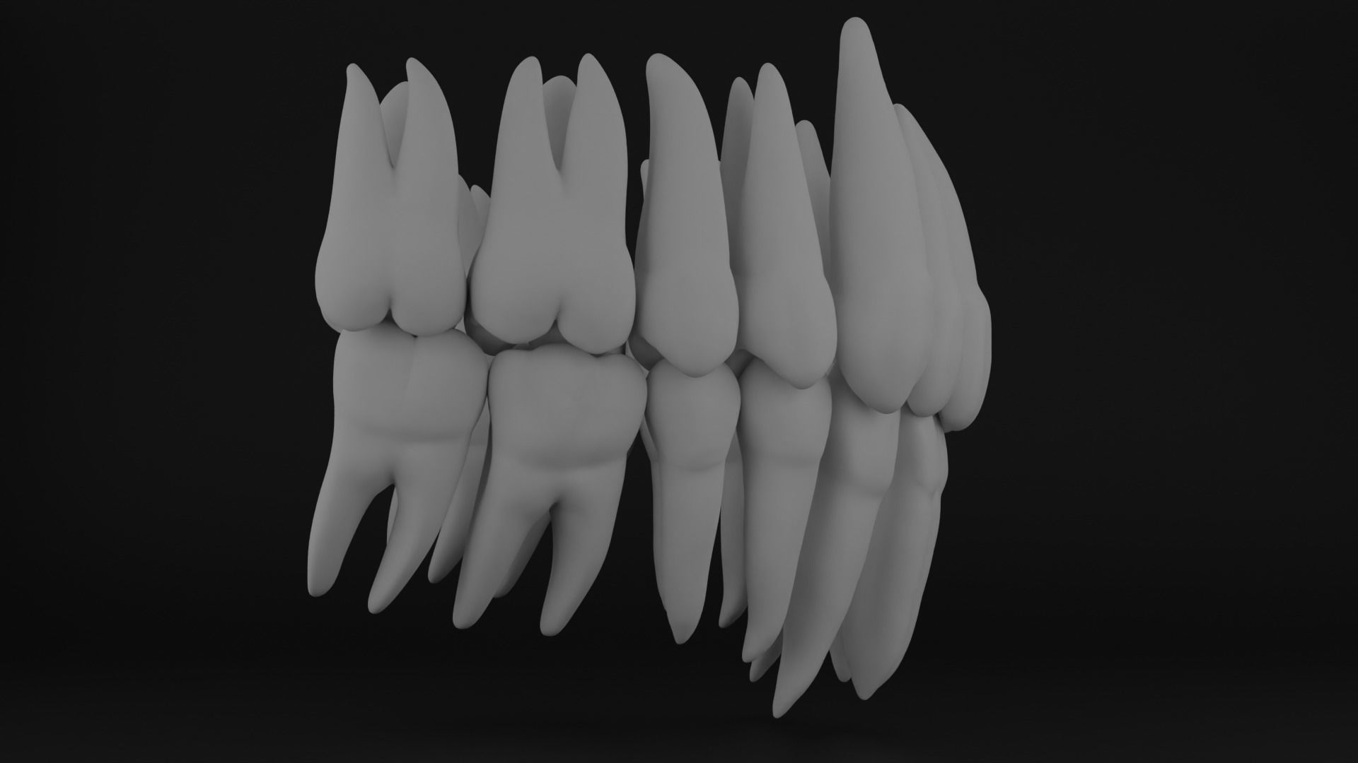 Anatomy of teeth with roots 3D model 3D printable | CGTrader