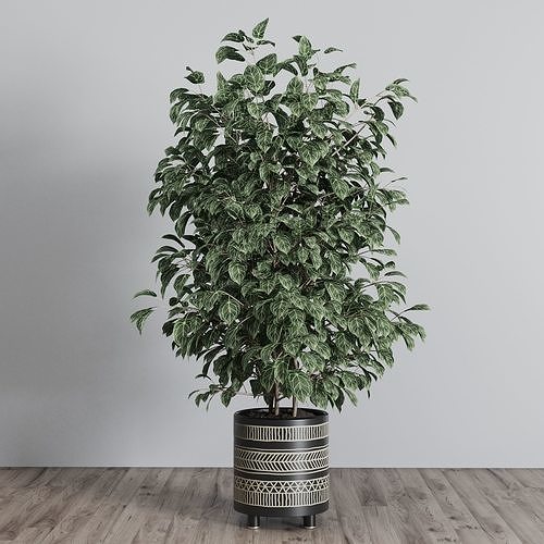3D model ficus benjamin tree 370 by handmade pottery vase VR / AR / low ...