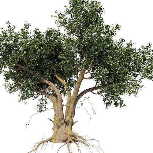 3D model Old tree VR / AR / low-poly | CGTrader