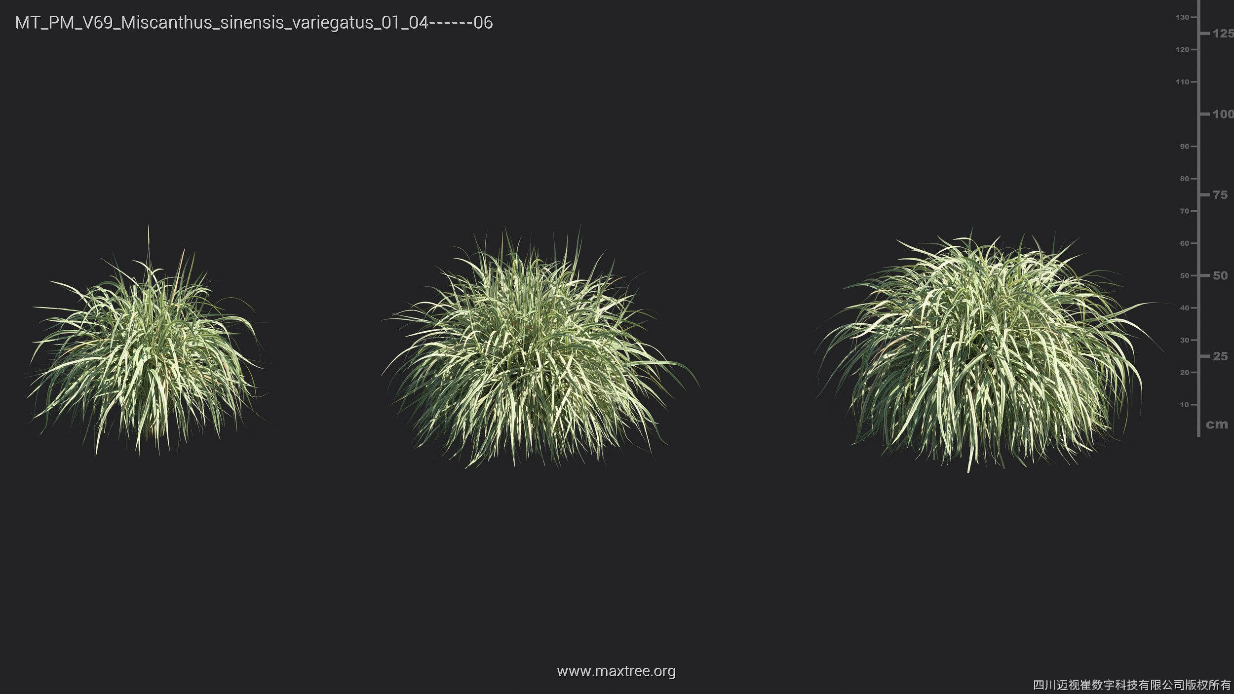 Maxtree Plant Models Vol 69 - Mesh 3D model | CGTrader
