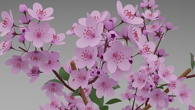 3D Cherry Blossom Tree 3D model | CGTrader