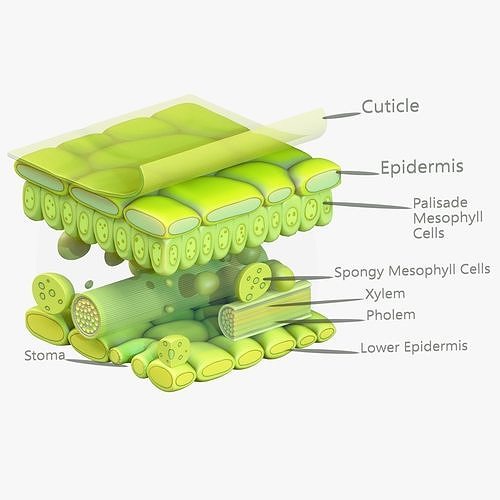 Plant Cuticle Diagram