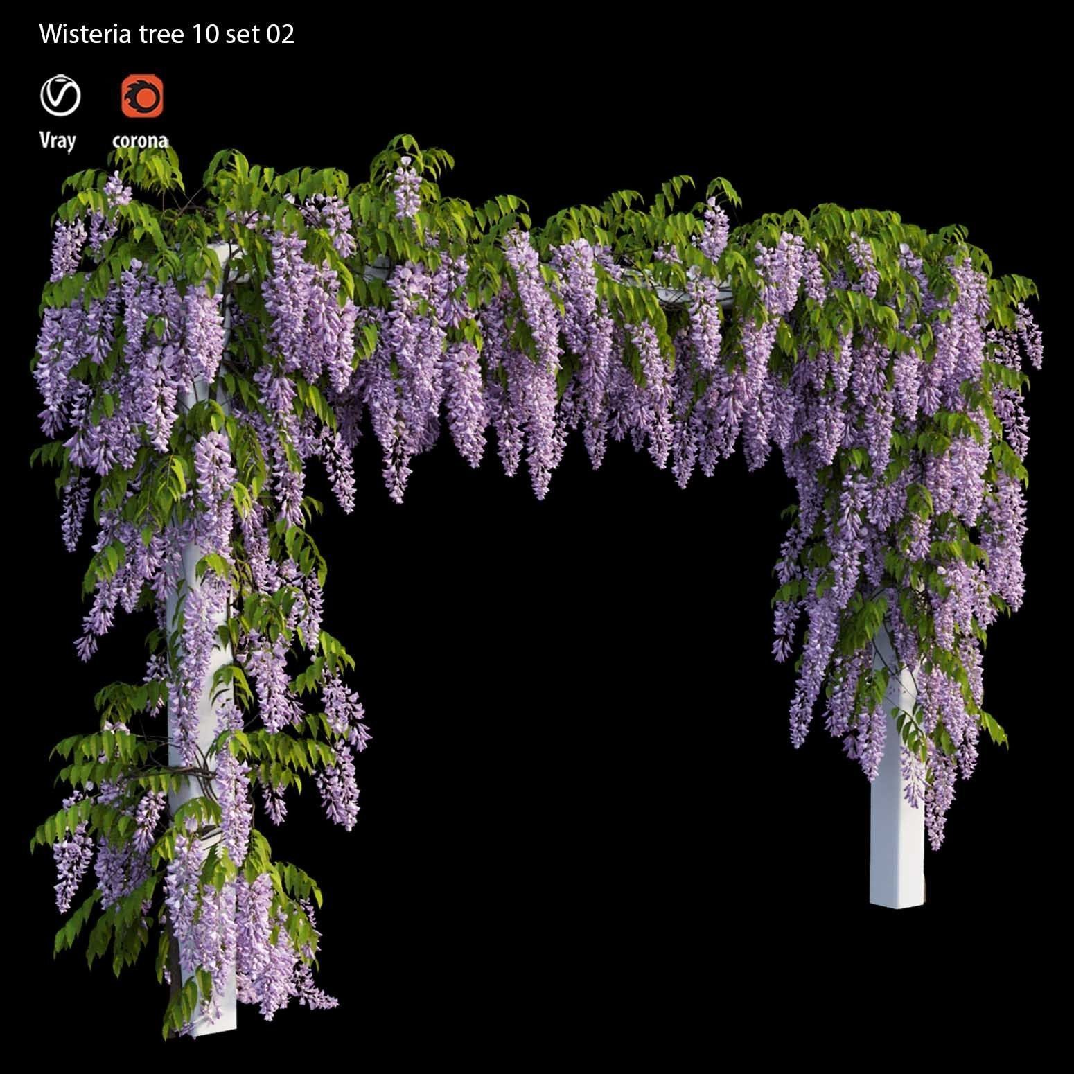 wisteria tree 3D model | CGTrader