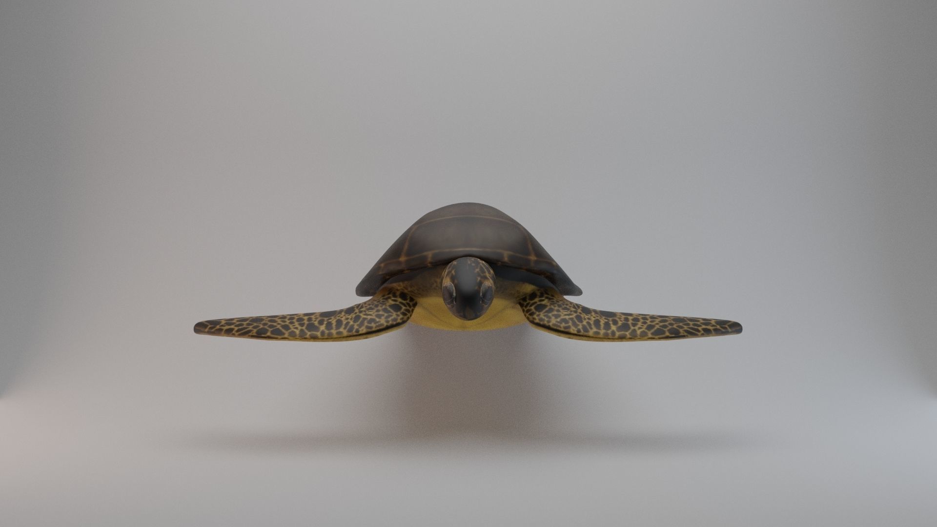 Sea Turtle 3D model | CGTrader
