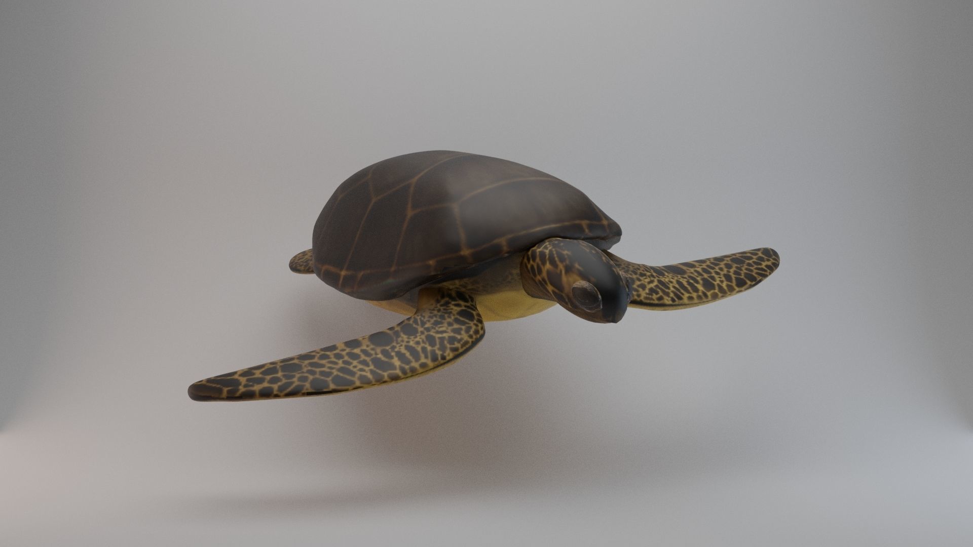 Sea Turtle 3D model | CGTrader