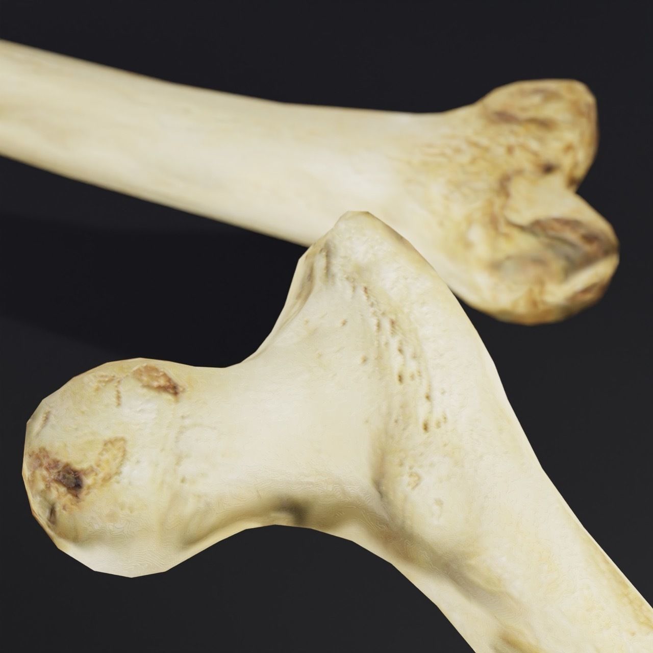 3D model Femur Bone of a human Game Ready and Low Poly VR / AR / low ...
