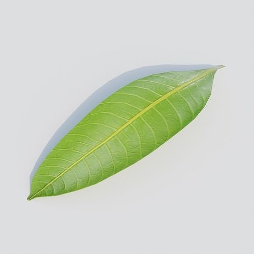 3D model Mango Leaf - Single Realistic Game Ready and HQ Low Poly VR ...