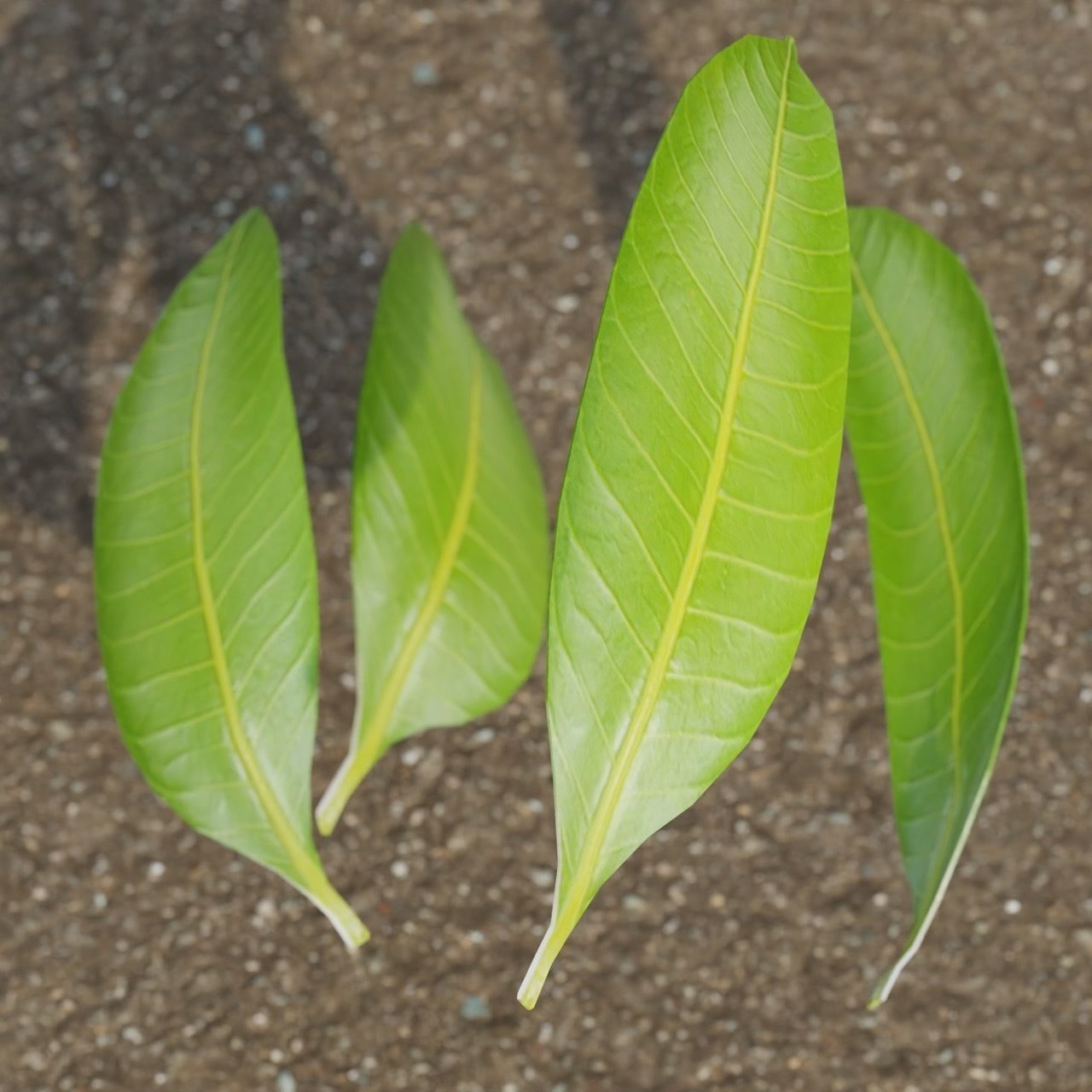 3D model Mango Leaf - Single Realistic Game Ready and HQ Low Poly VR ...