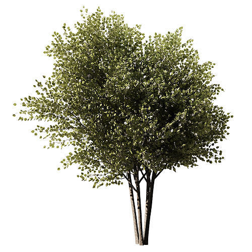 Brich Tree V1 3D model | CGTrader