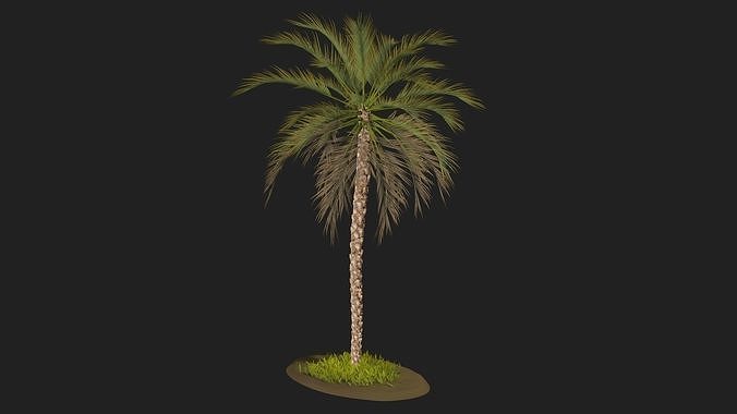 Palm Tree R10 3D model | CGTrader