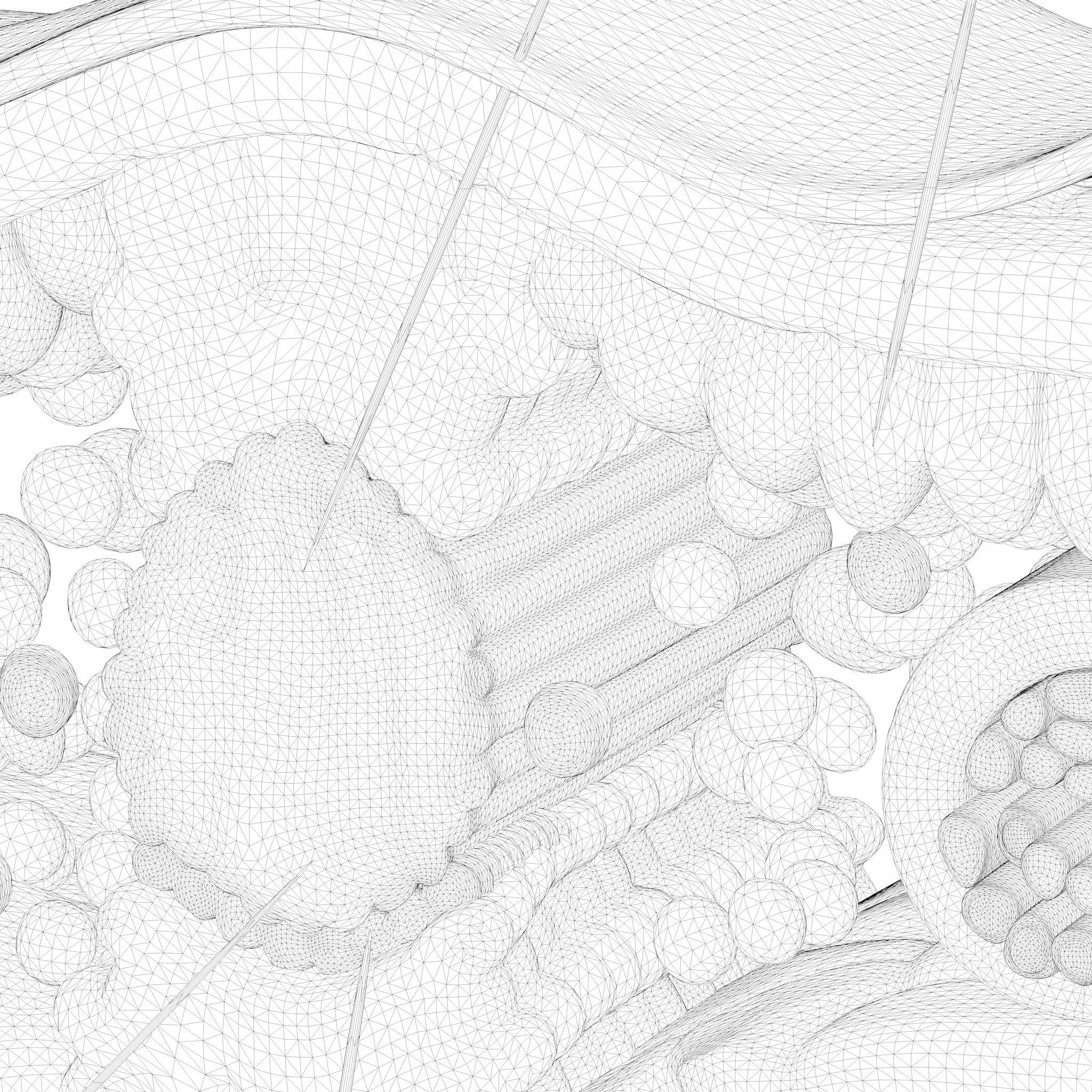 Leaf Anatomy Layers Structure 3D model | CGTrader