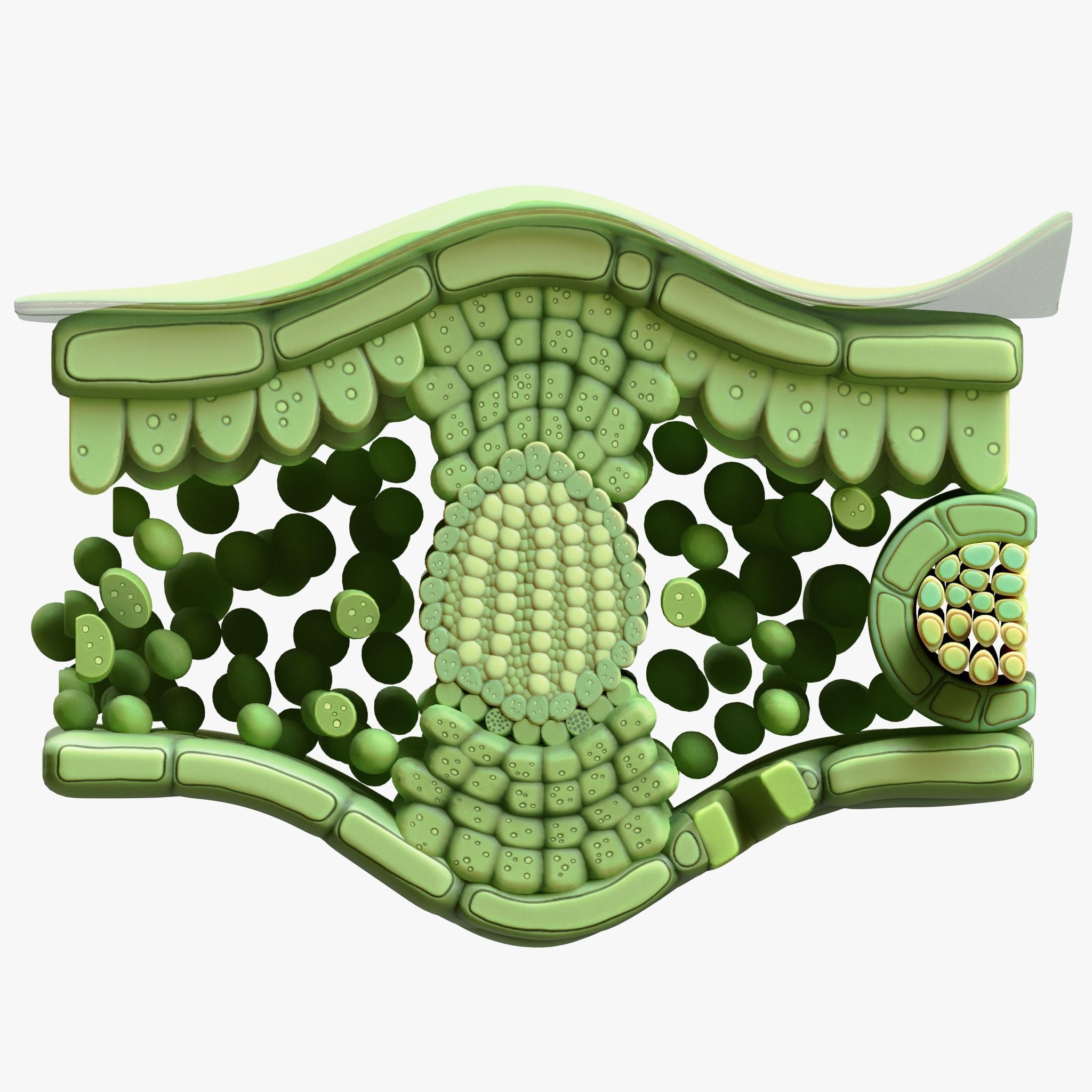 Leaf Anatomy Layers Structure 3D model | CGTrader