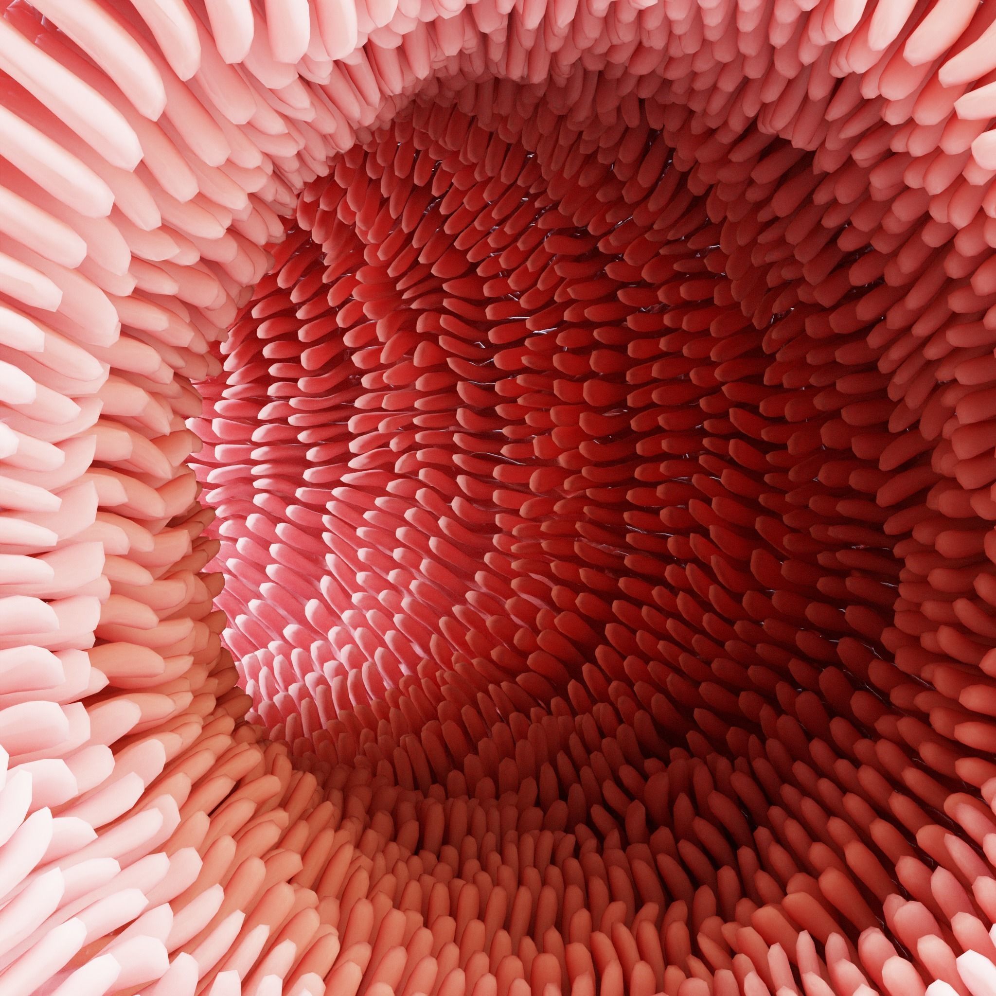 Intestinal villi Animation 3D model animated | CGTrader