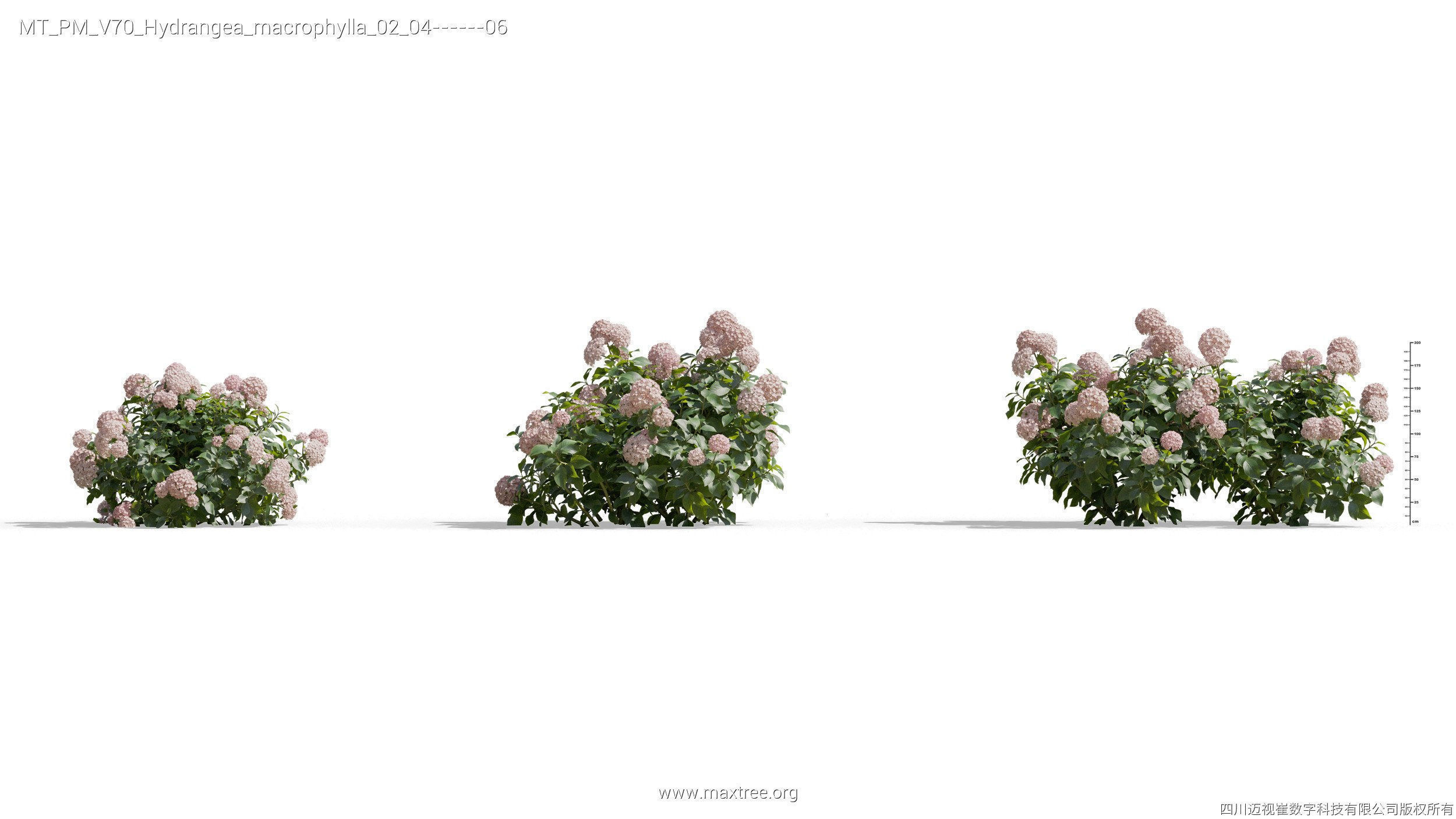 Maxtree Plant Models Vol 70 - Mesh 3D model | CGTrader