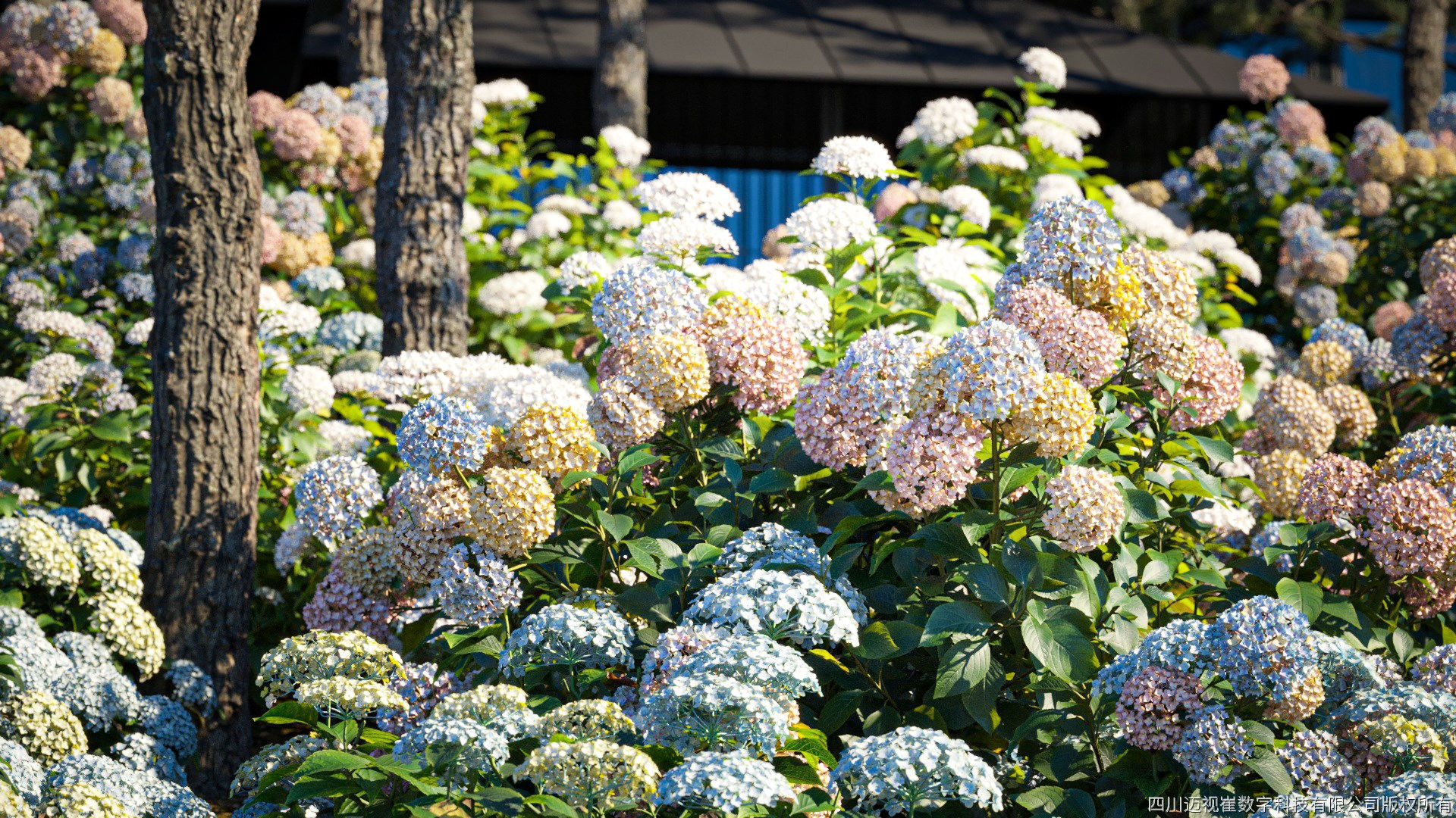 Maxtree Plant Models Vol 70 - Mesh 3D model | CGTrader