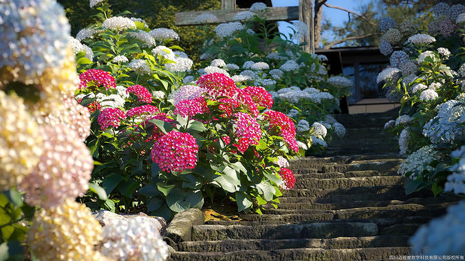 Maxtree Plant Models Vol 70 - Mesh 3D model | CGTrader