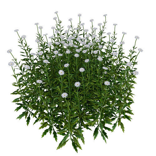 3D model daisy Flower VR / AR / low-poly | CGTrader