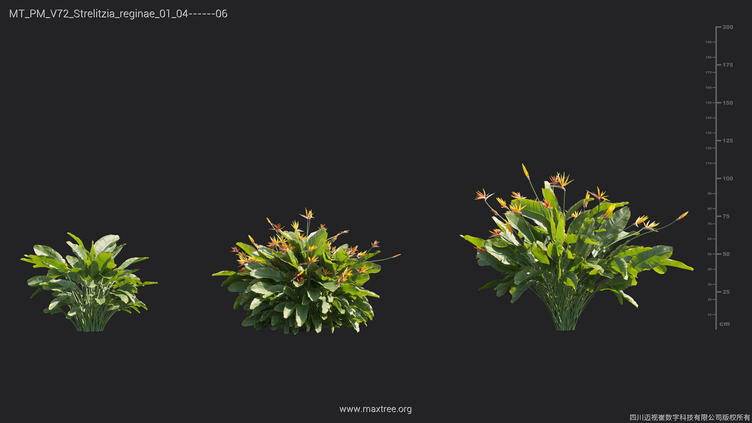 Maxtree Plant Models Vol 72 - Mesh 3D model | CGTrader