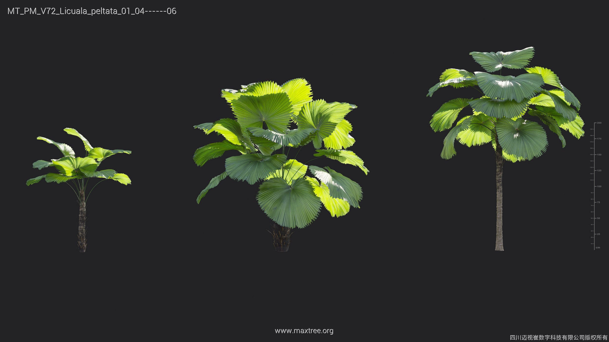 Maxtree Plant Models Vol 72 - Mesh 3D model | CGTrader