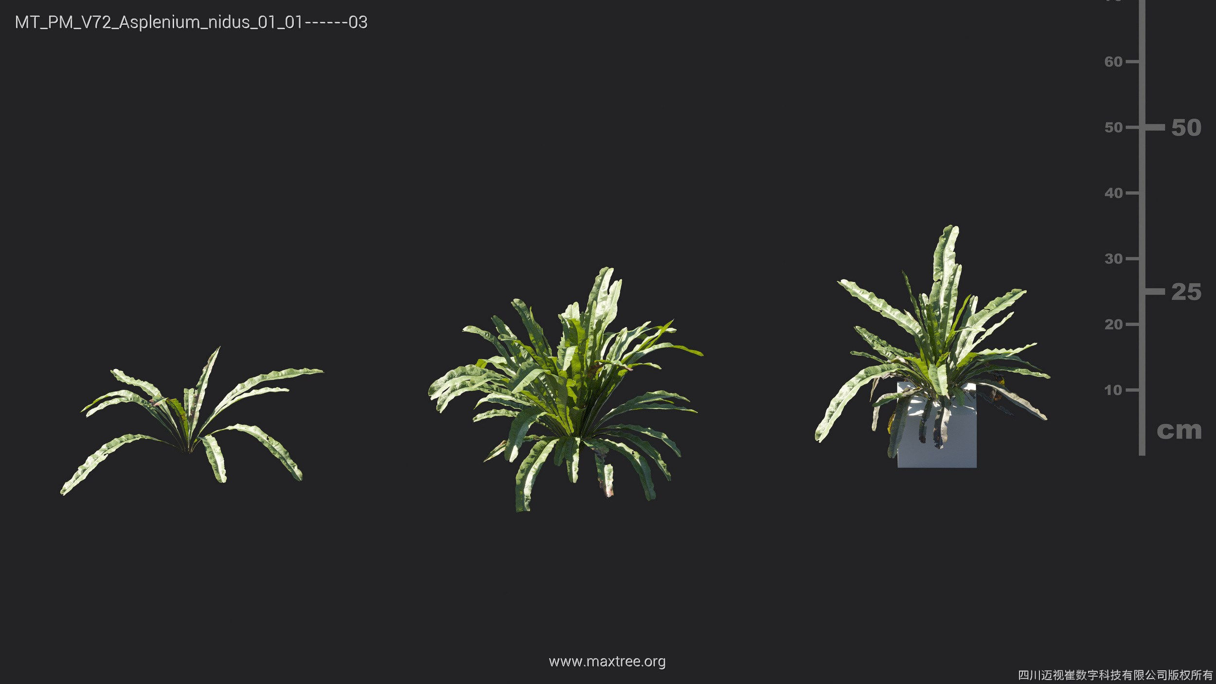 Maxtree Plant Models Vol 72 - Mesh 3D model | CGTrader
