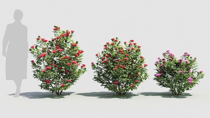 Camellia sasanqua 3D model | CGTrader