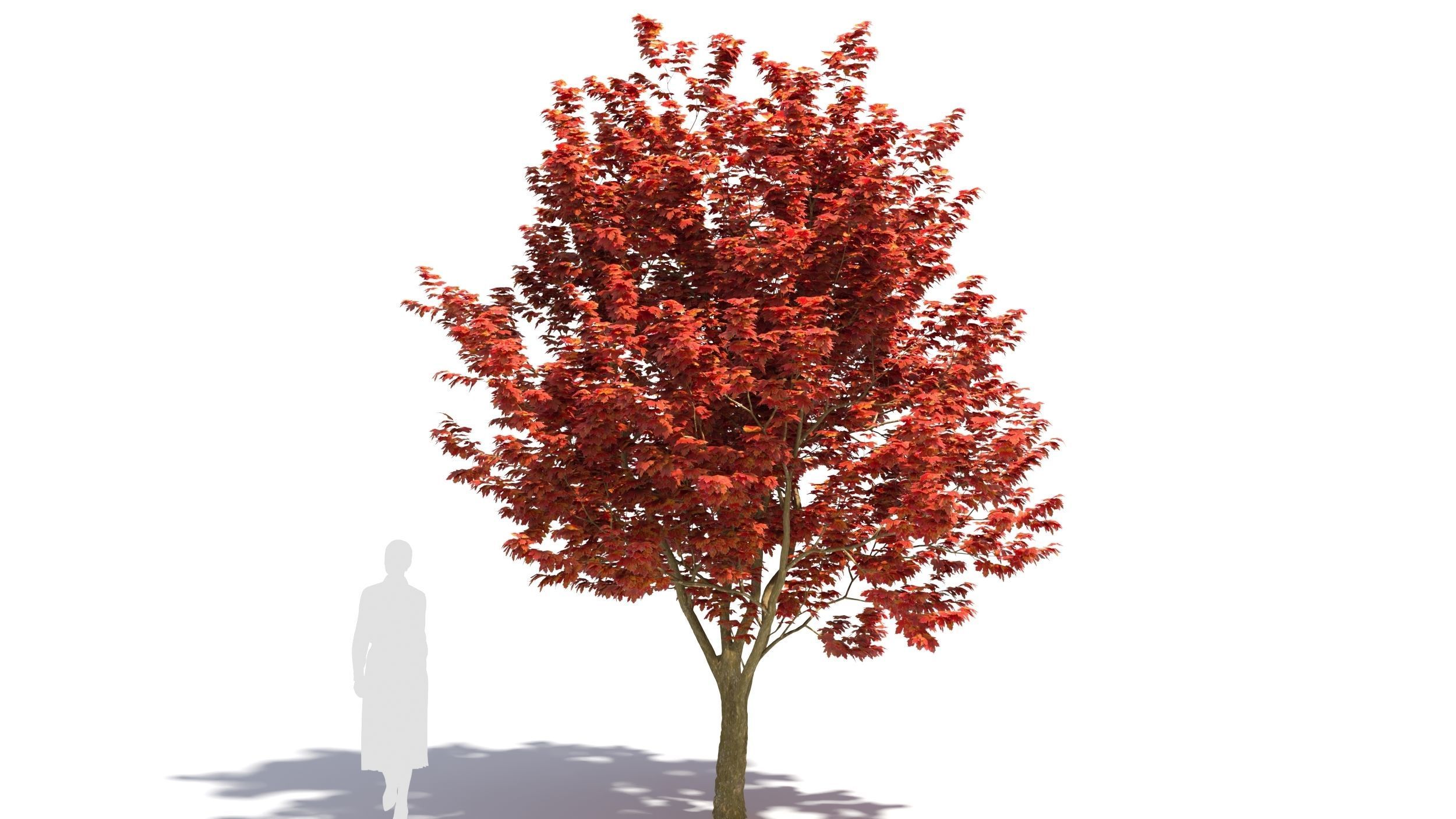Sugar Maple tree 3D model | CGTrader