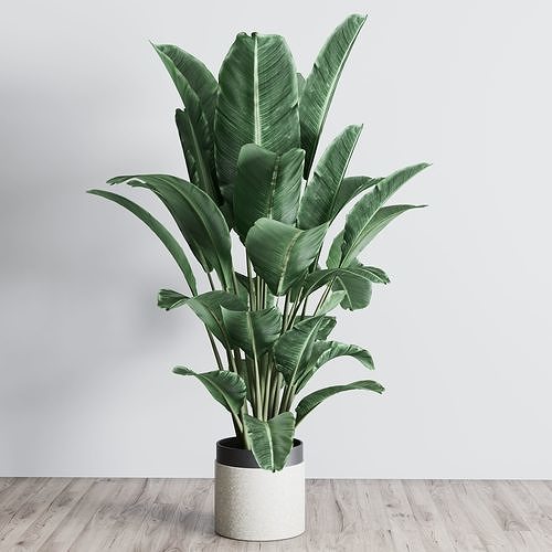 3D model indoor plant 373 plant ravenala concrete dirt vase VR / AR ...
