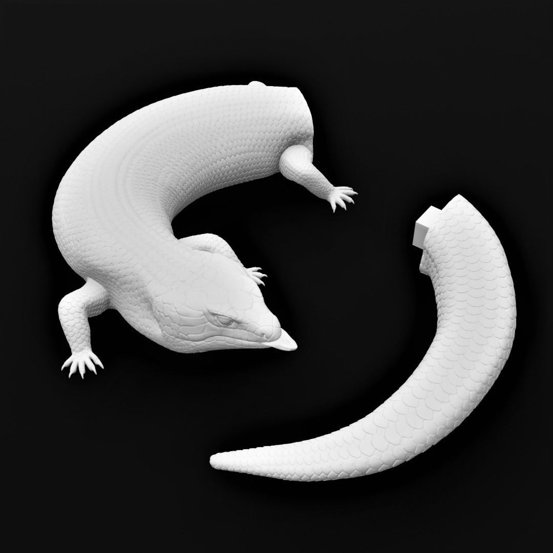 Blue Tongued Skink - Lizard Realistic Reptile 3d Print Model 3D model ...