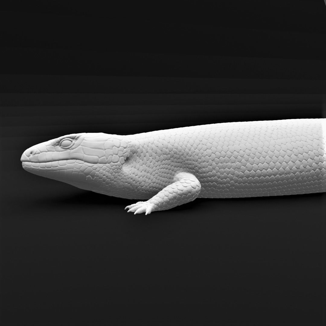 Blue Tongued Skink - Lizard Realistic Reptile 3d Print Model 3D model ...
