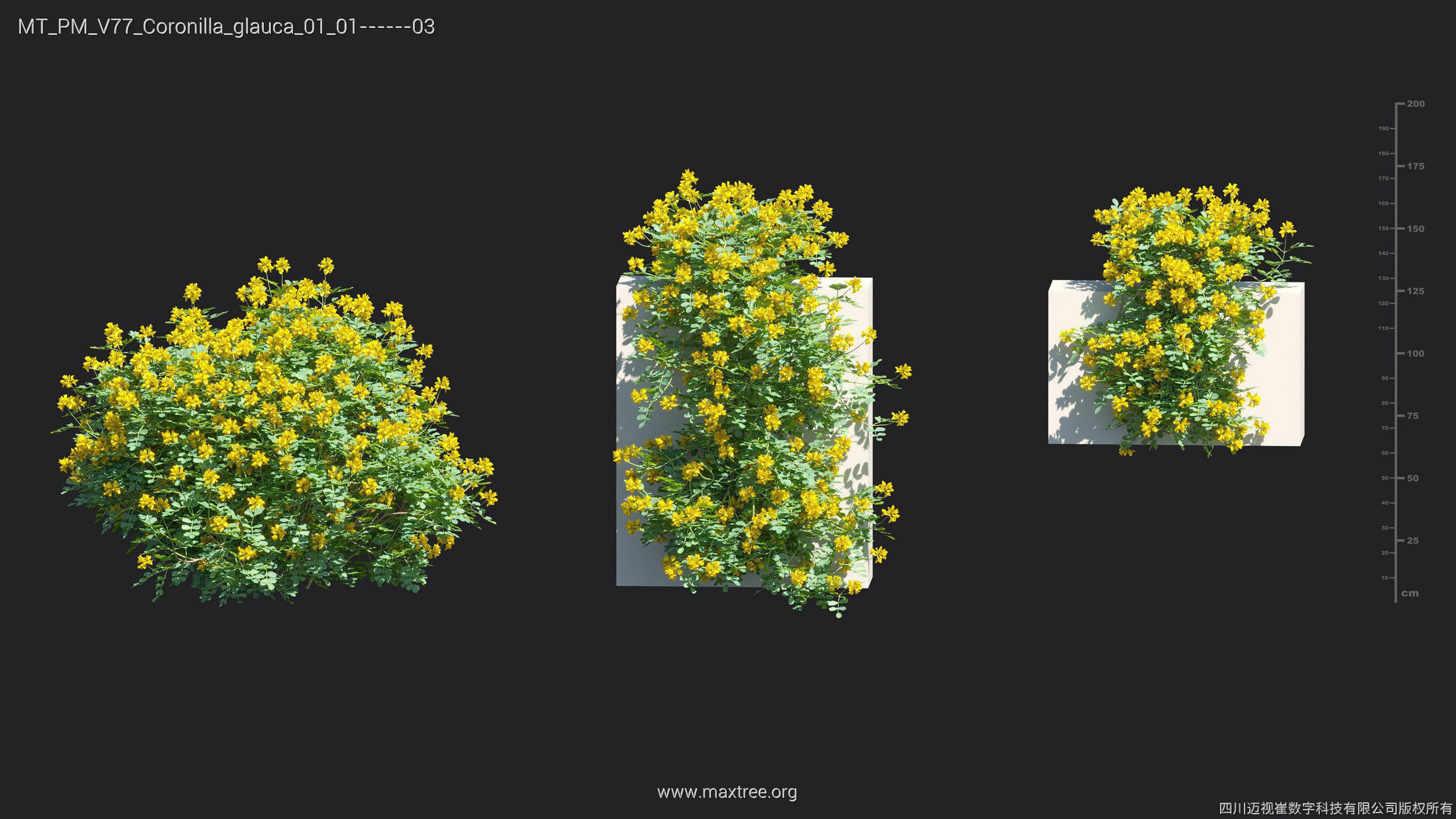 Maxtree Plant Models Vol 77 - Mesh 3D model | CGTrader
