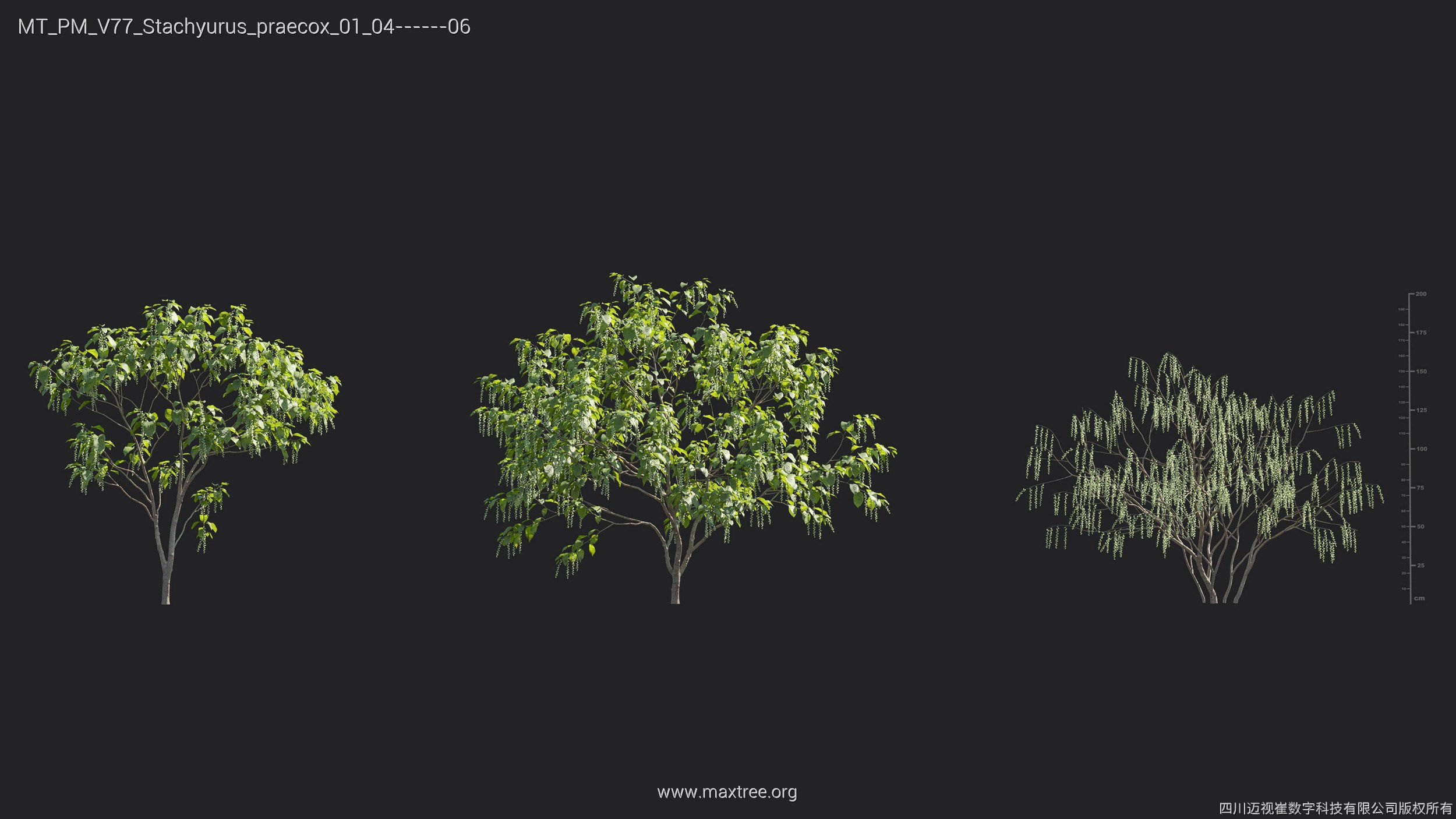 Maxtree Plant Models Vol 77 - Mesh 3D model | CGTrader