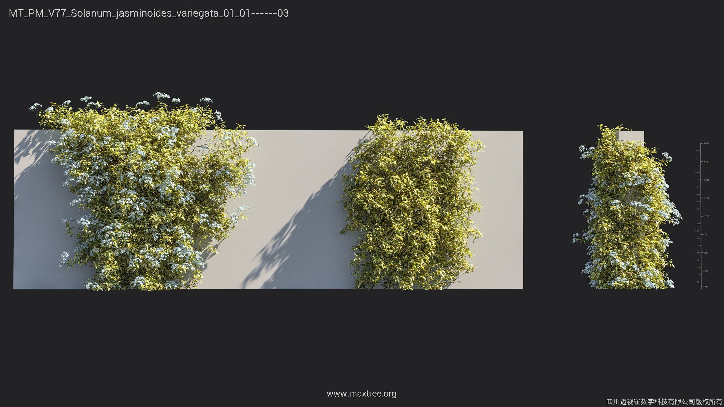 Maxtree Plant Models Vol 77 - Mesh 3D model | CGTrader
