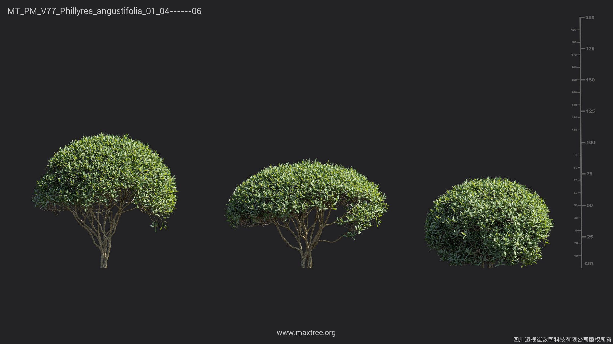 Maxtree Plant Models Vol 77 - Mesh 3D model | CGTrader