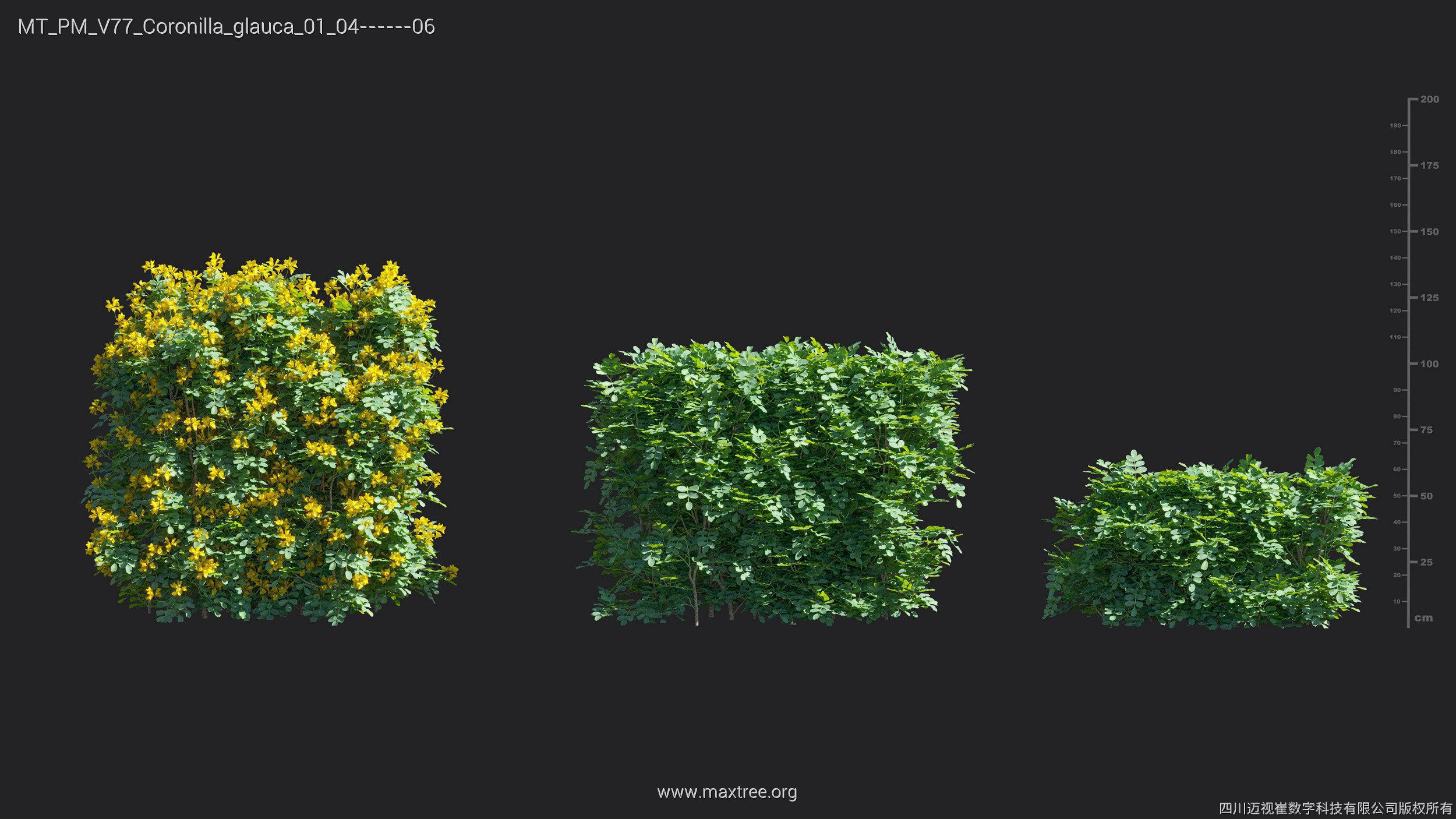 Maxtree Plant Models Vol 77 - Mesh 3D model | CGTrader