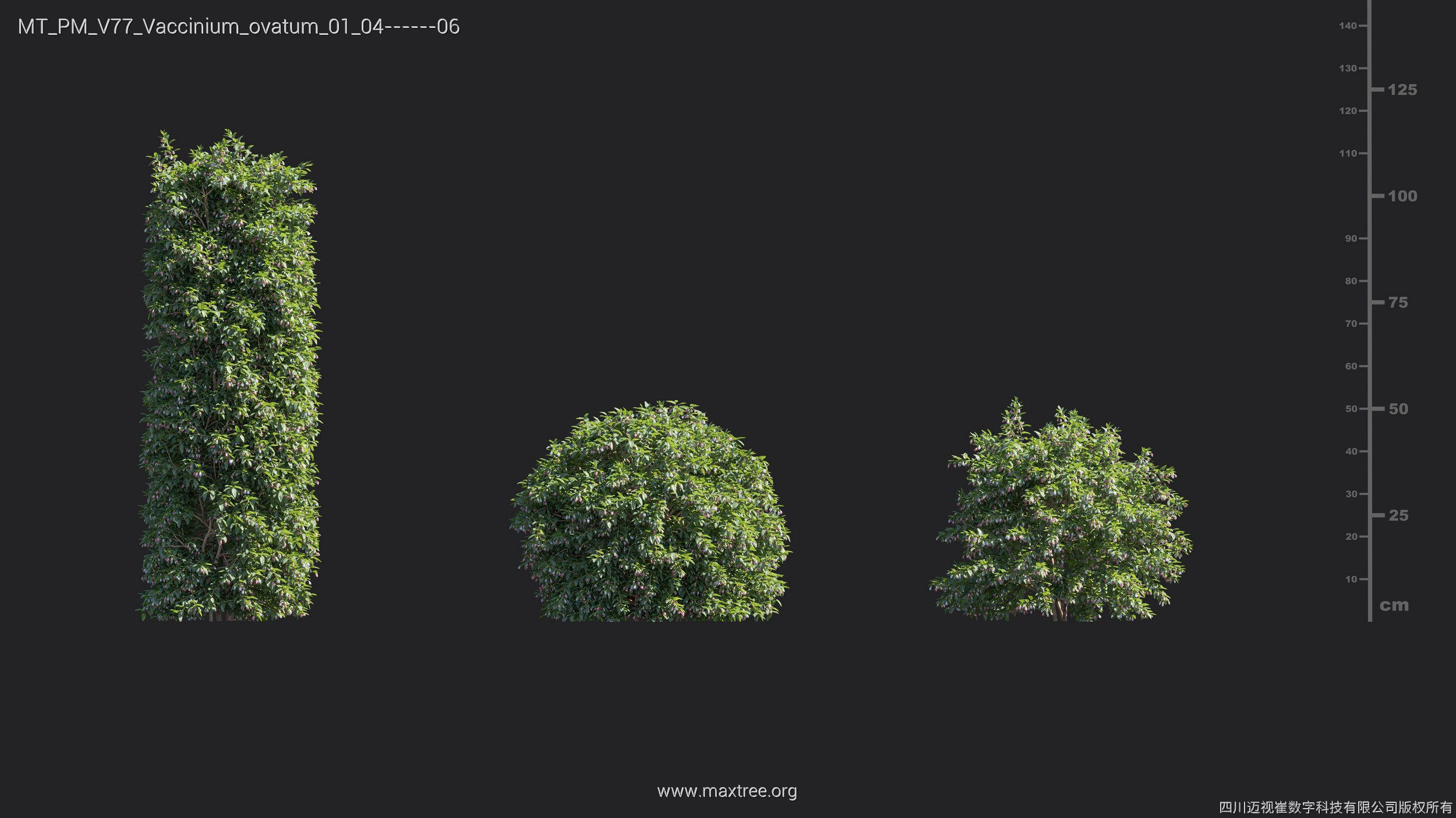 Maxtree Plant Models Vol 77 - Mesh 3D model | CGTrader