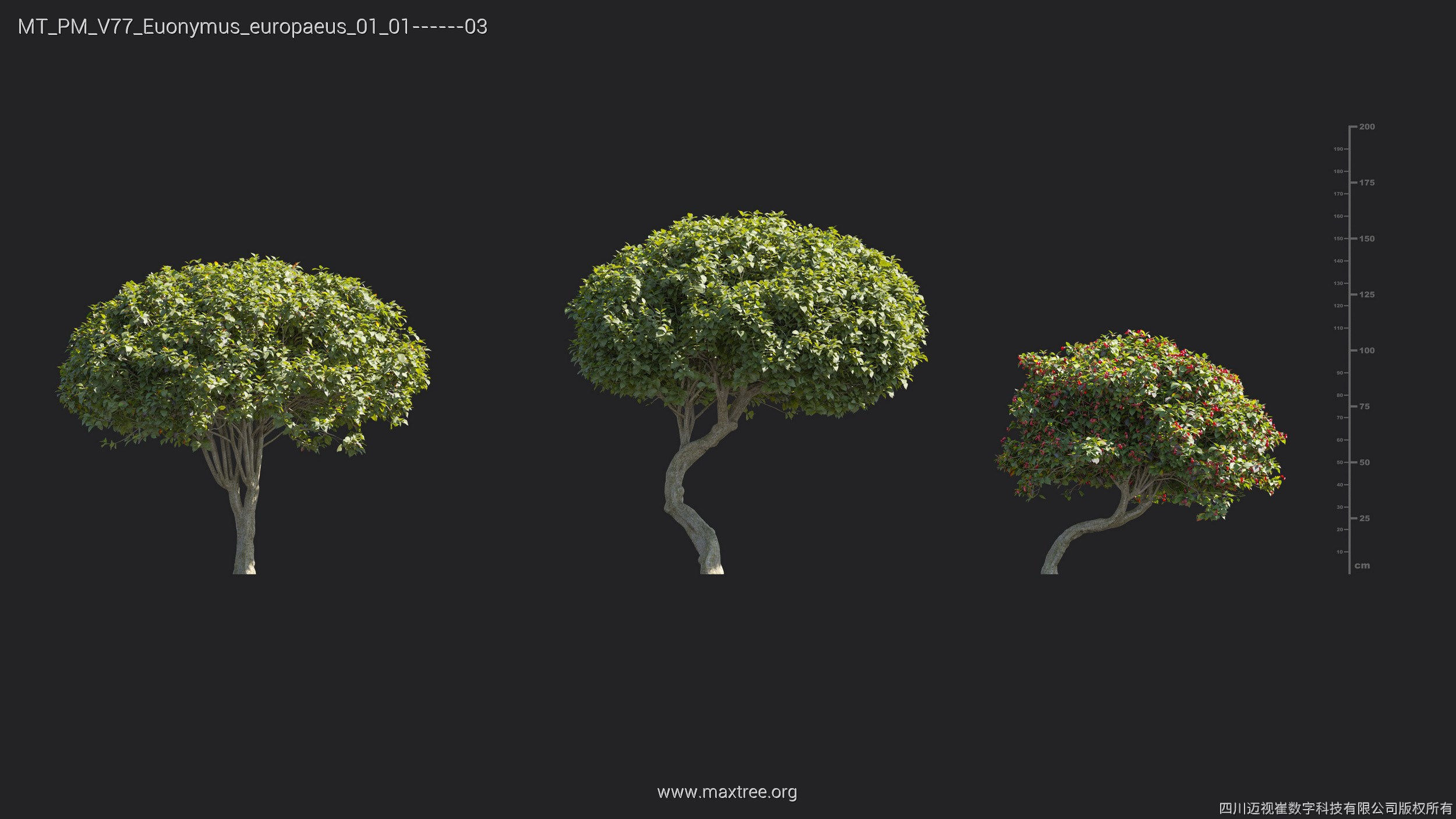 Maxtree Plant Models Vol 77 - Mesh 3D model | CGTrader