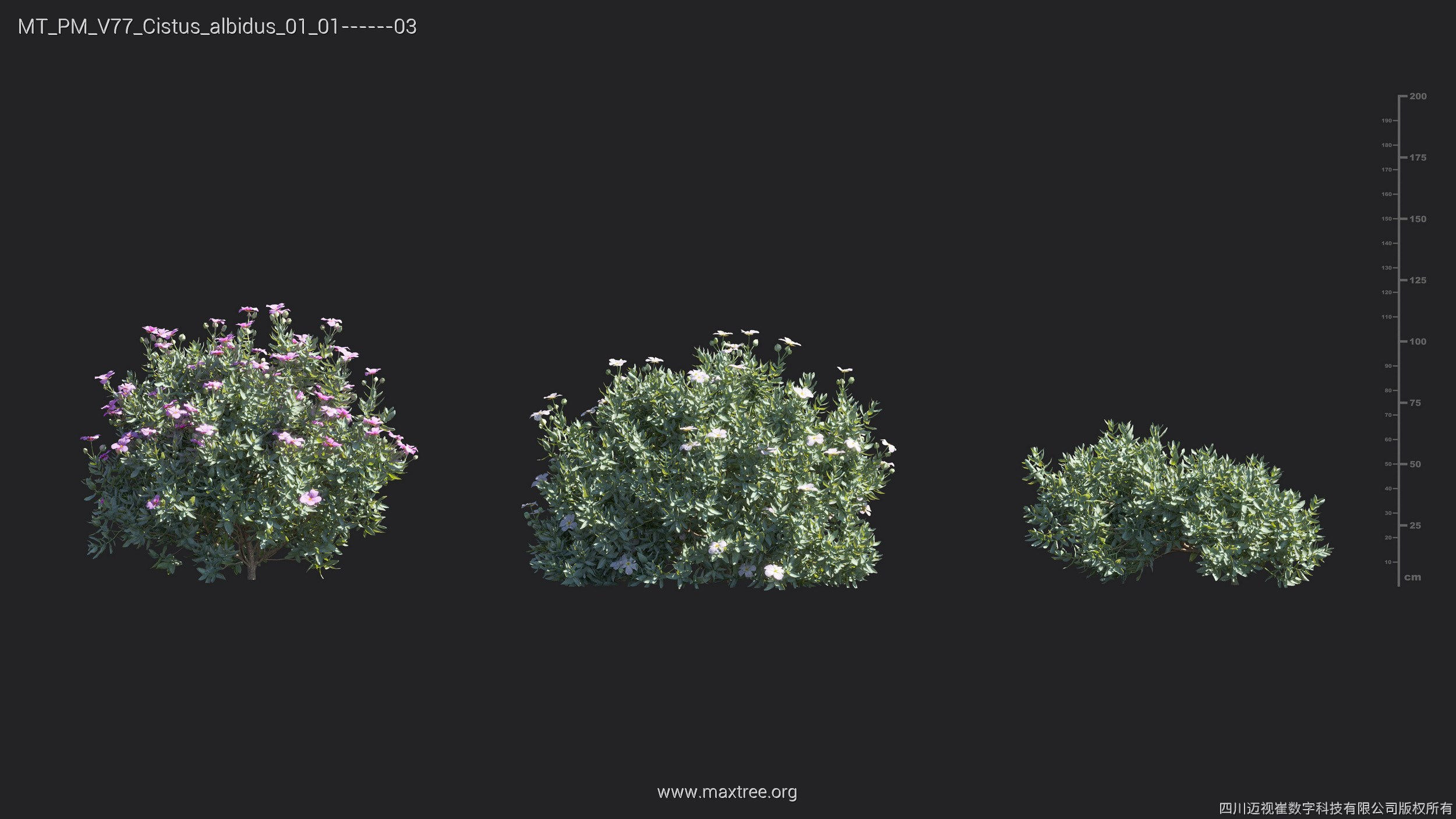 Maxtree Plant Models Vol 77 - Mesh 3D model | CGTrader