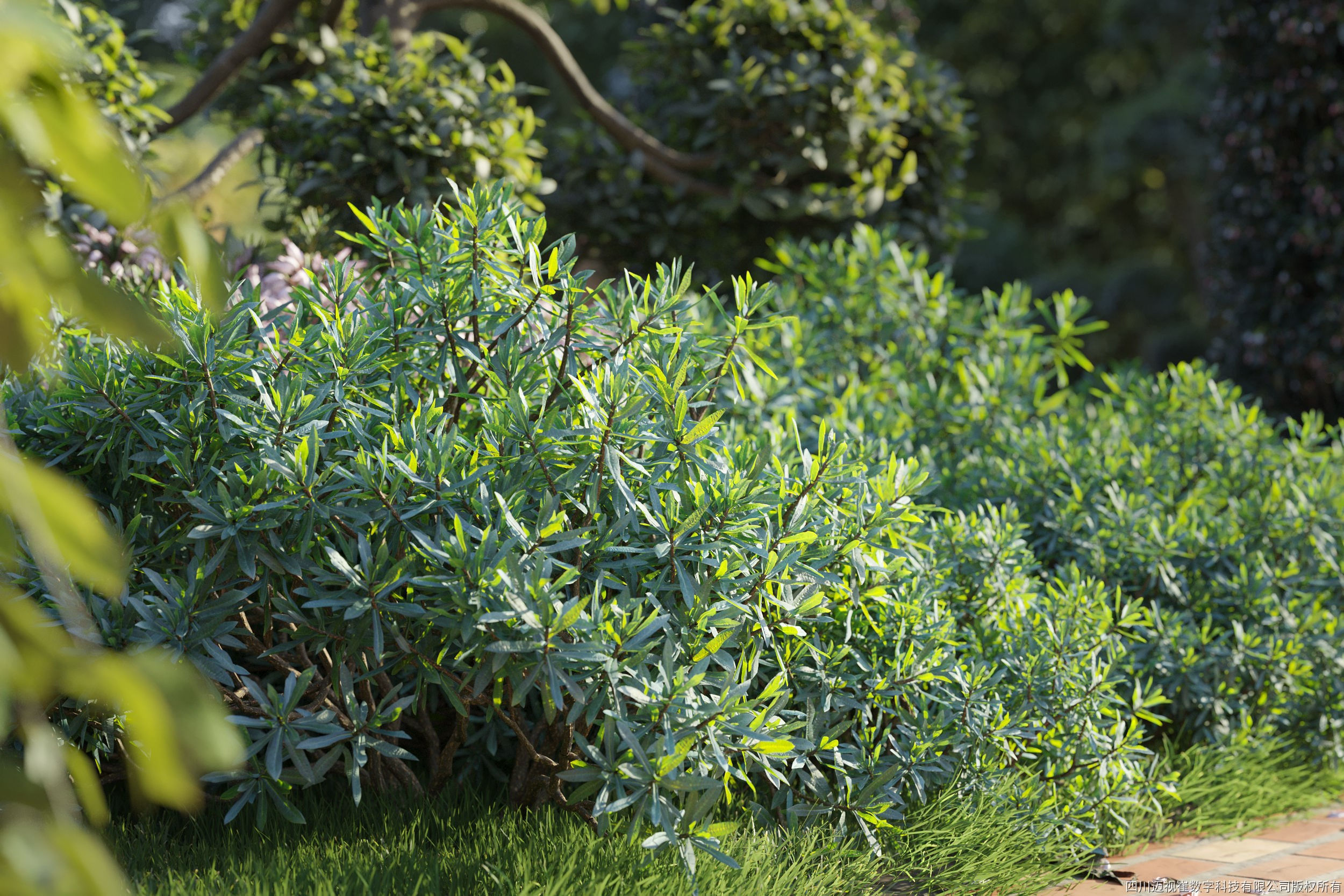 Maxtree Plant Models Vol 77 - Mesh 3D model | CGTrader