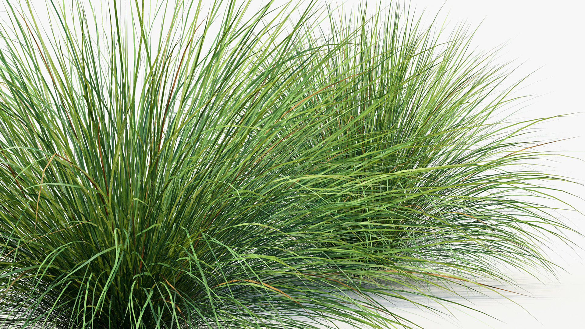 Festuca mairei Atlas fescue 3D Model 01 3D model | CGTrader