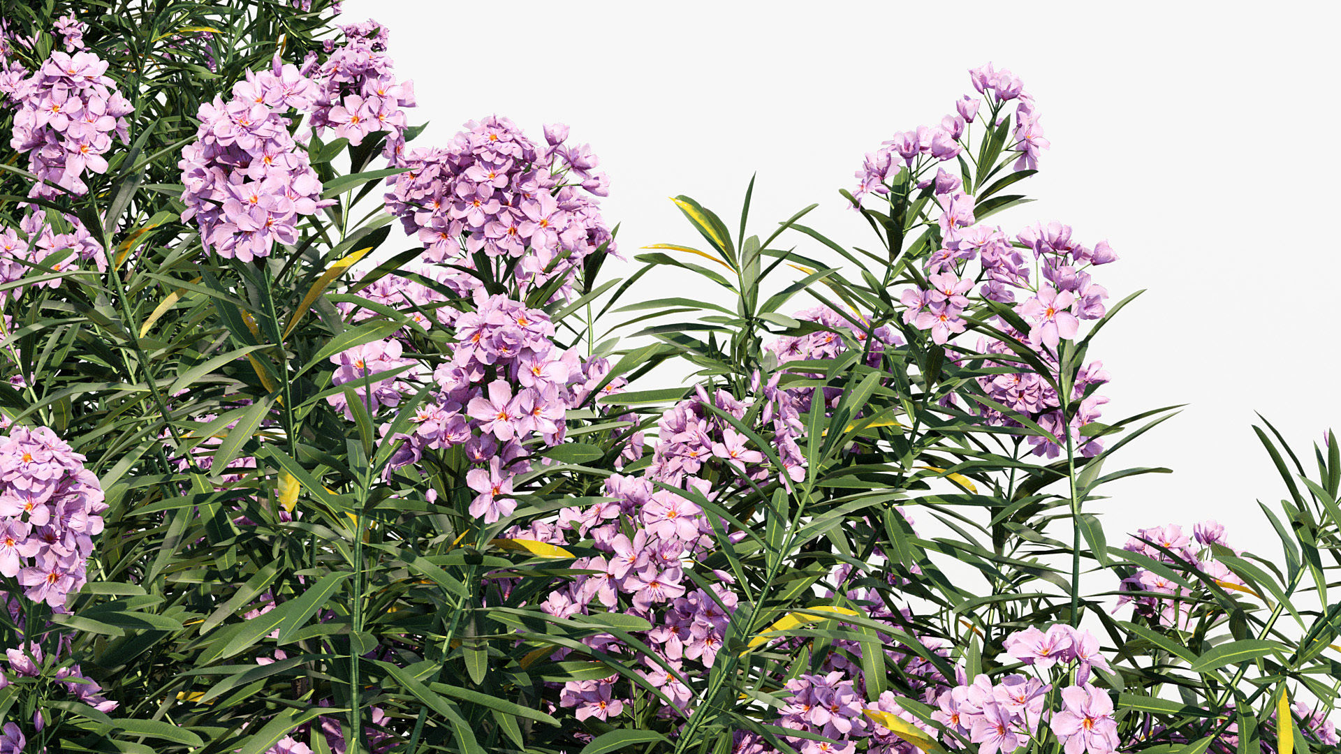 Nerium Oleander Oleander 3D model | CGTrader